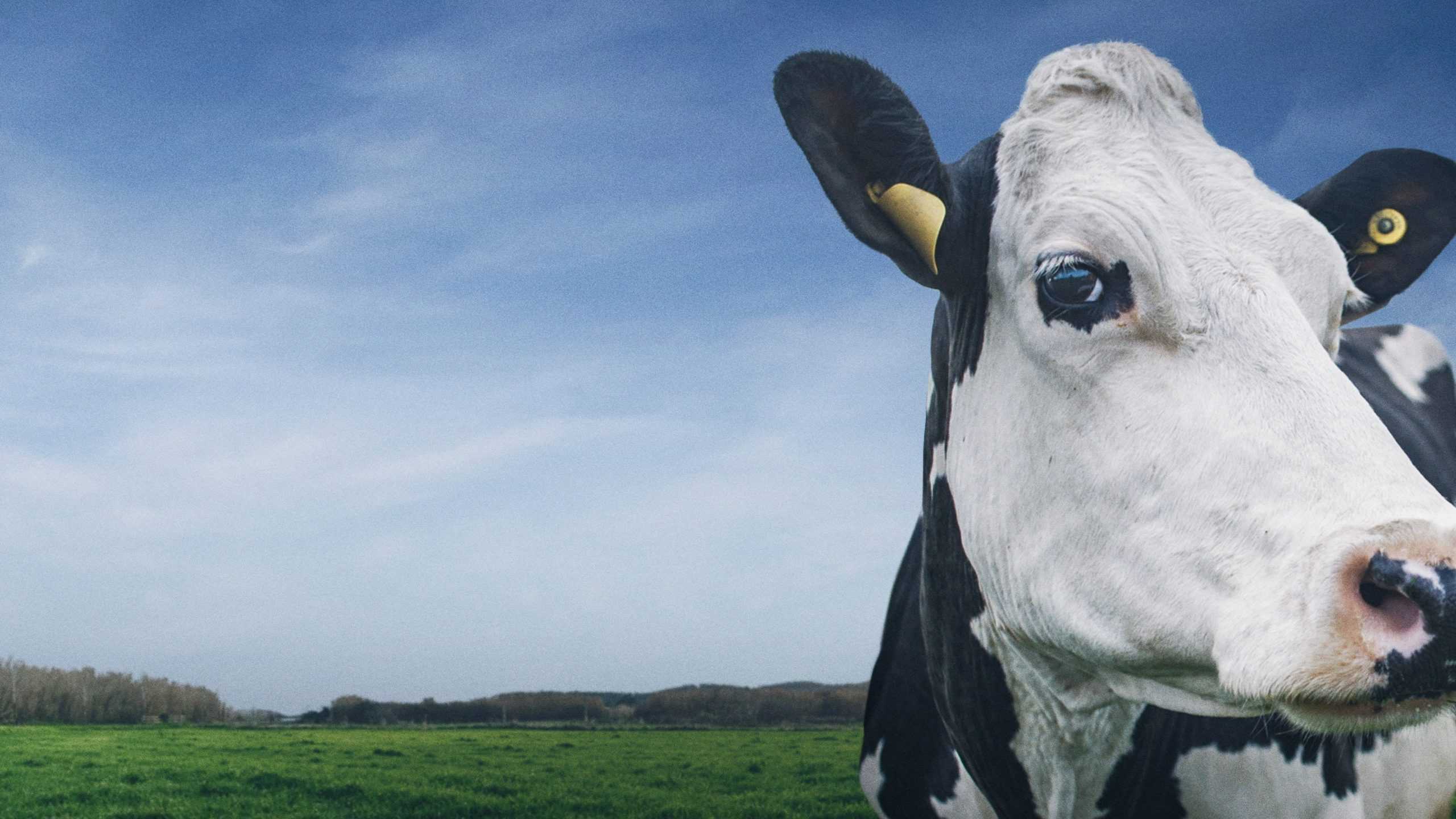 Cow | Oklahoma City Museum of Art | OKCMOA